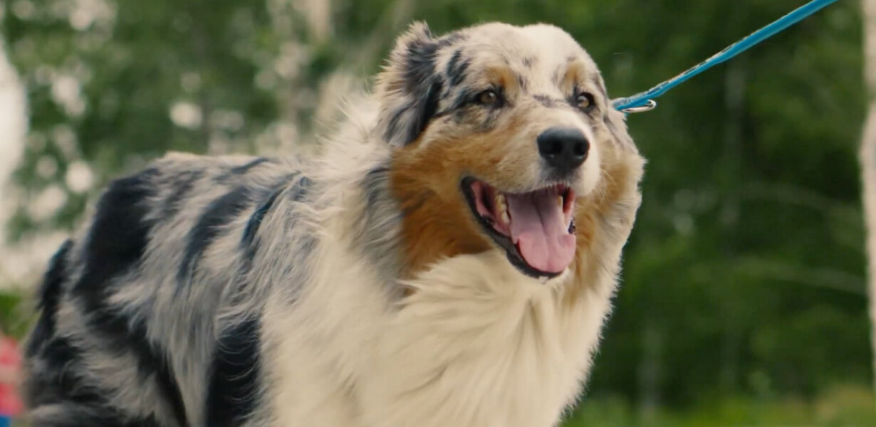 TV ASTA - Dog Paw Control